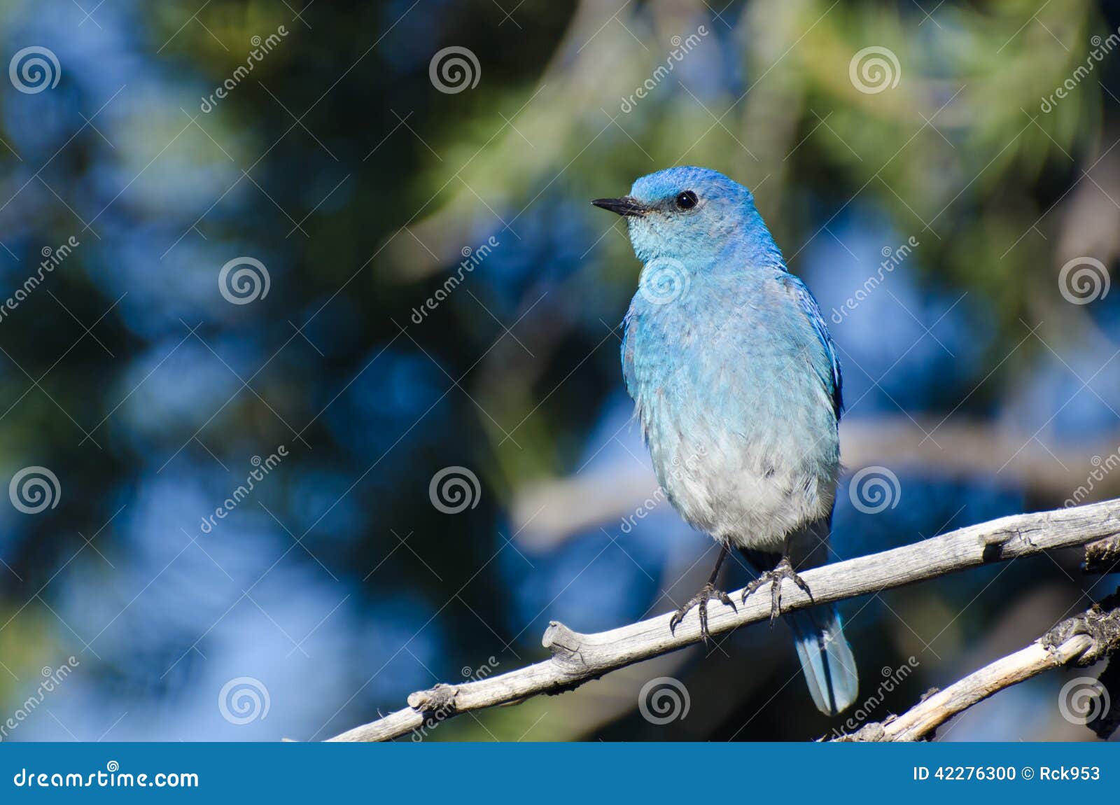 Mountain Bluebird Perched in a Tree Stock Photo - Image of wild ...