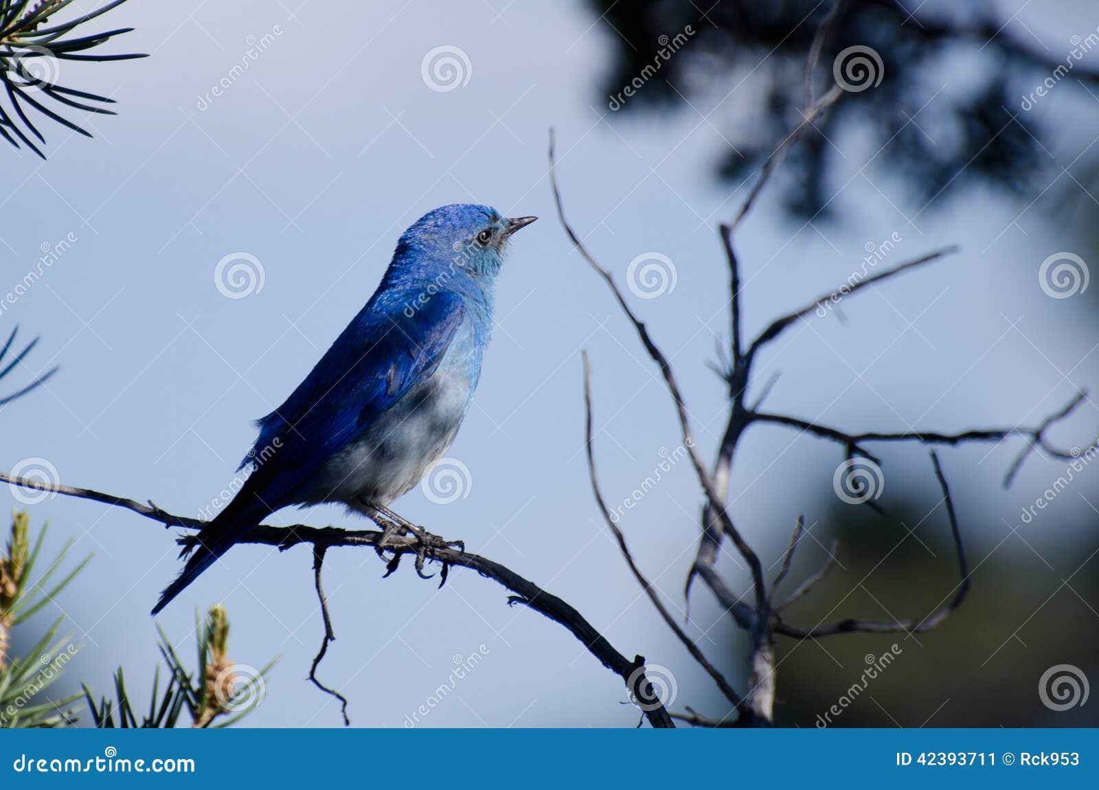Mountain Bluebird Perched in a Tree Stock Image - Image of sitting ...