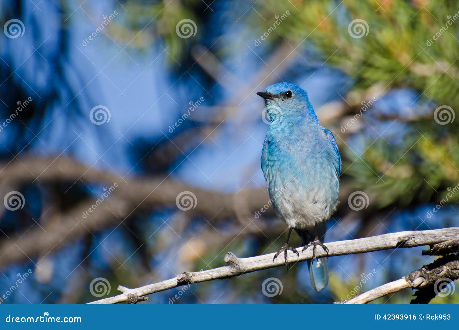 Mountain Bluebird Perched in a Tree Stock Photo - Image of wildlife ...