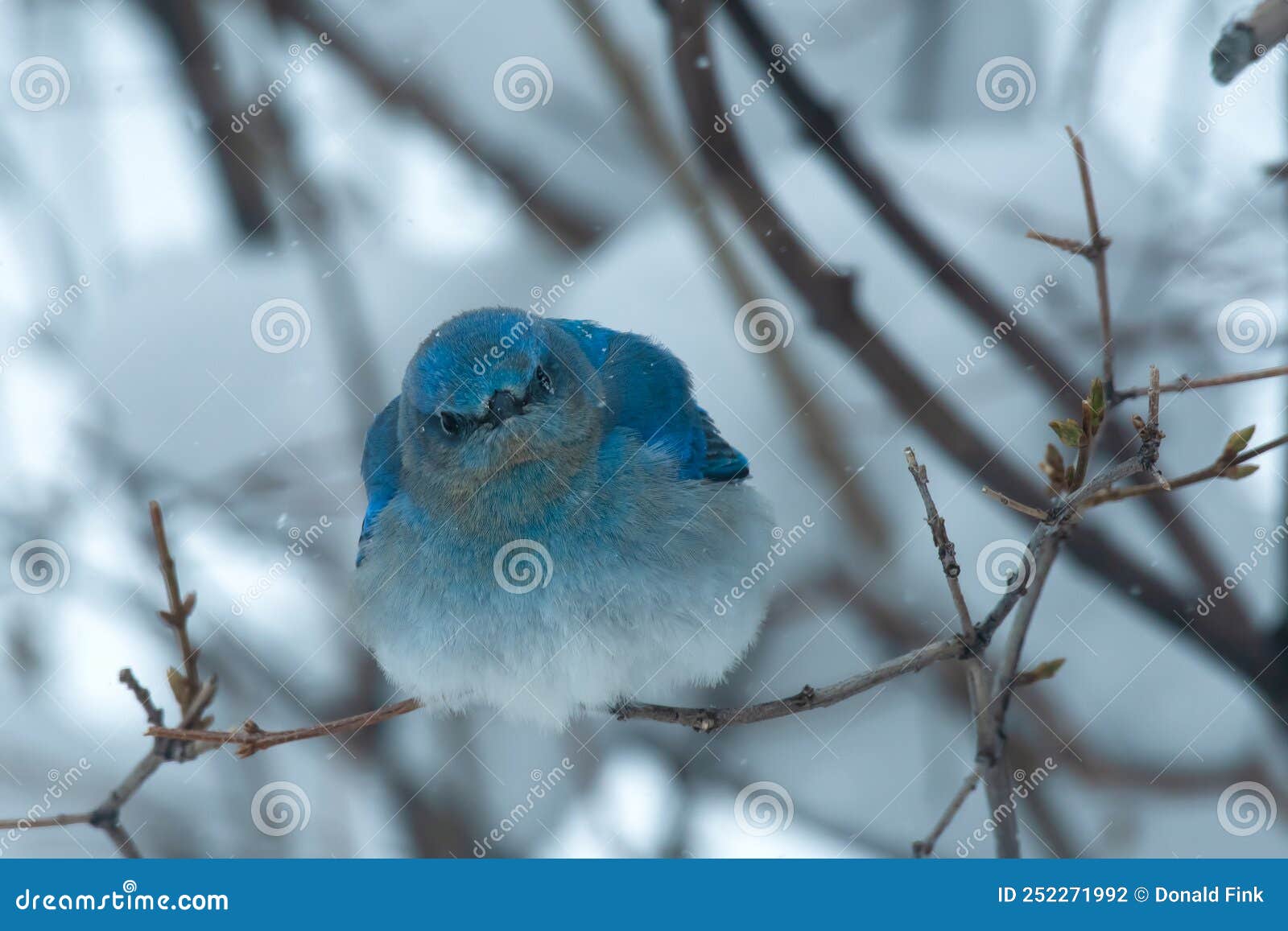Mountain Bluebird in the Snow Stock Photo - Image of bird, white: 252271992