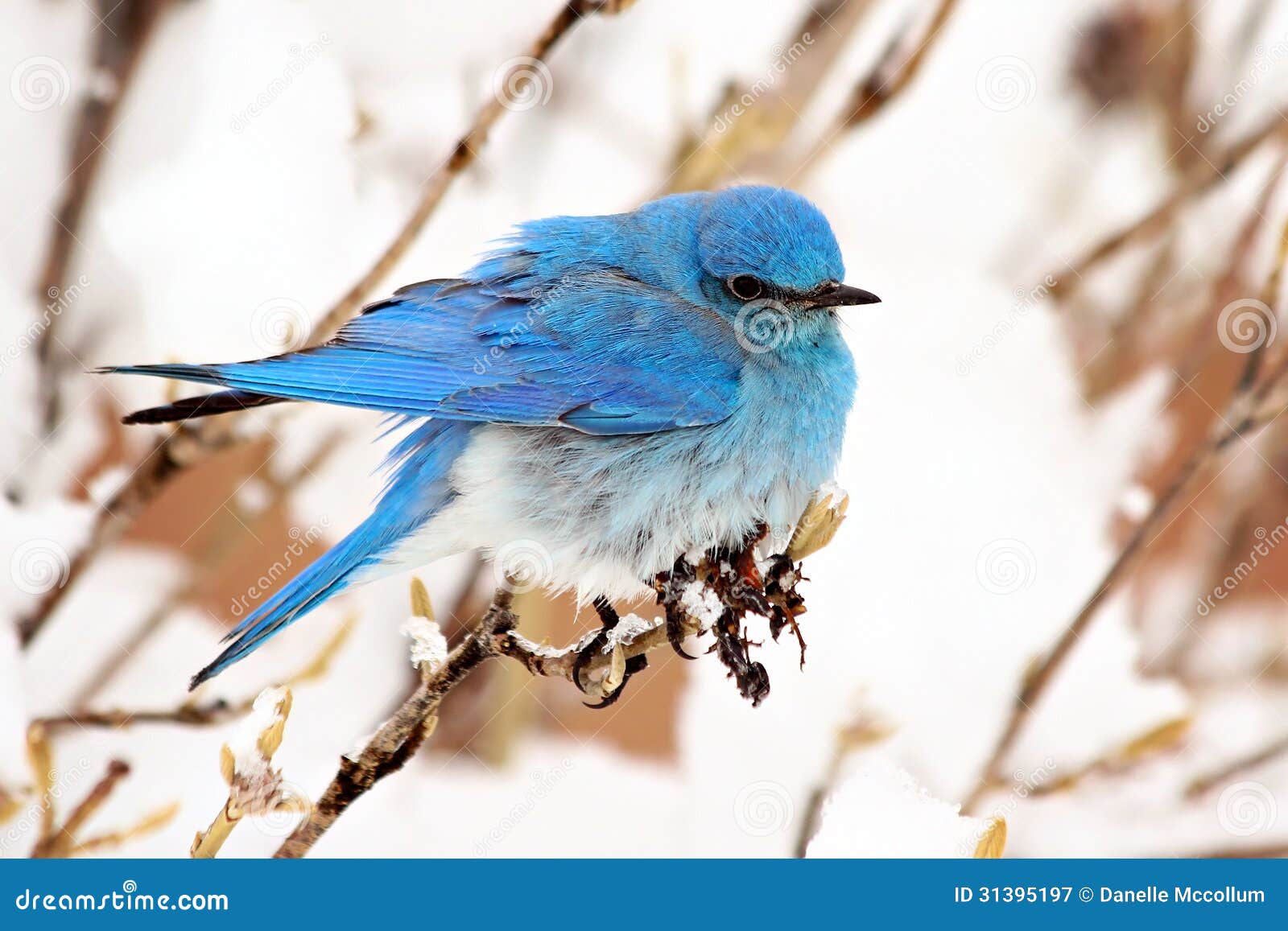 Mountain Bluebird Royalty-Free Stock Photography | CartoonDealer.com ...