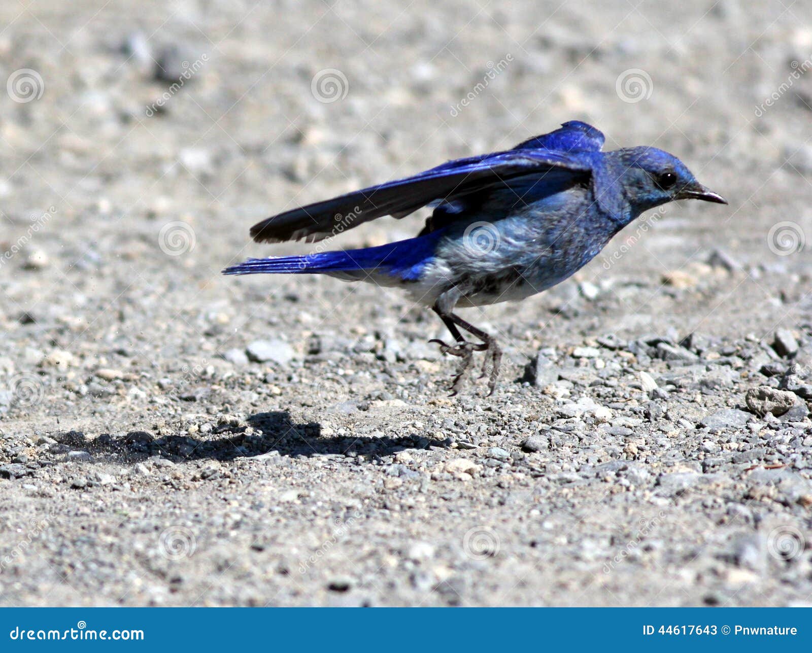 Mountain Bluebird Taking Off Stock Image - Image of taking, bird: 44617643