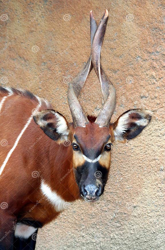 Mountain Bongo stock photo. Image of antelope, nose, bongos - 9770956