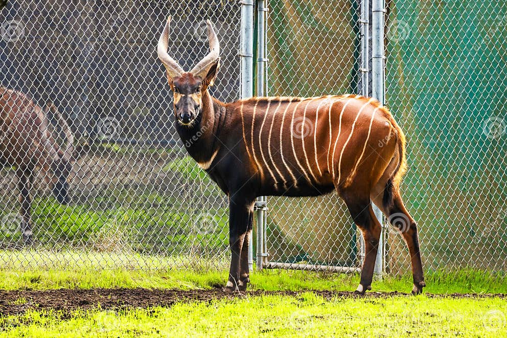 Mountain Bongo. Background with Selective Focus, and Copy Space for ...