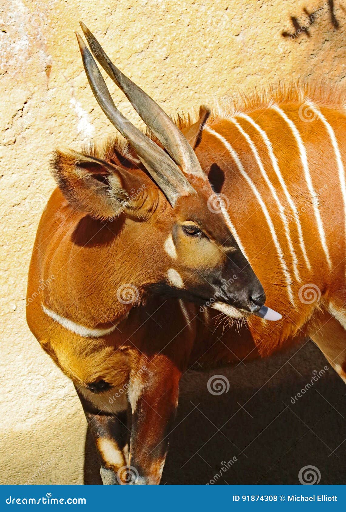 Bongo stock photo. Image of close, deer, duiker, bongo - 91874308