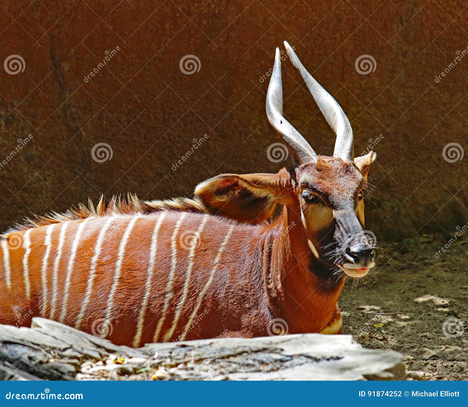 Bongo stock photo. Image of alert, detail, gentle, bongo - 91874252