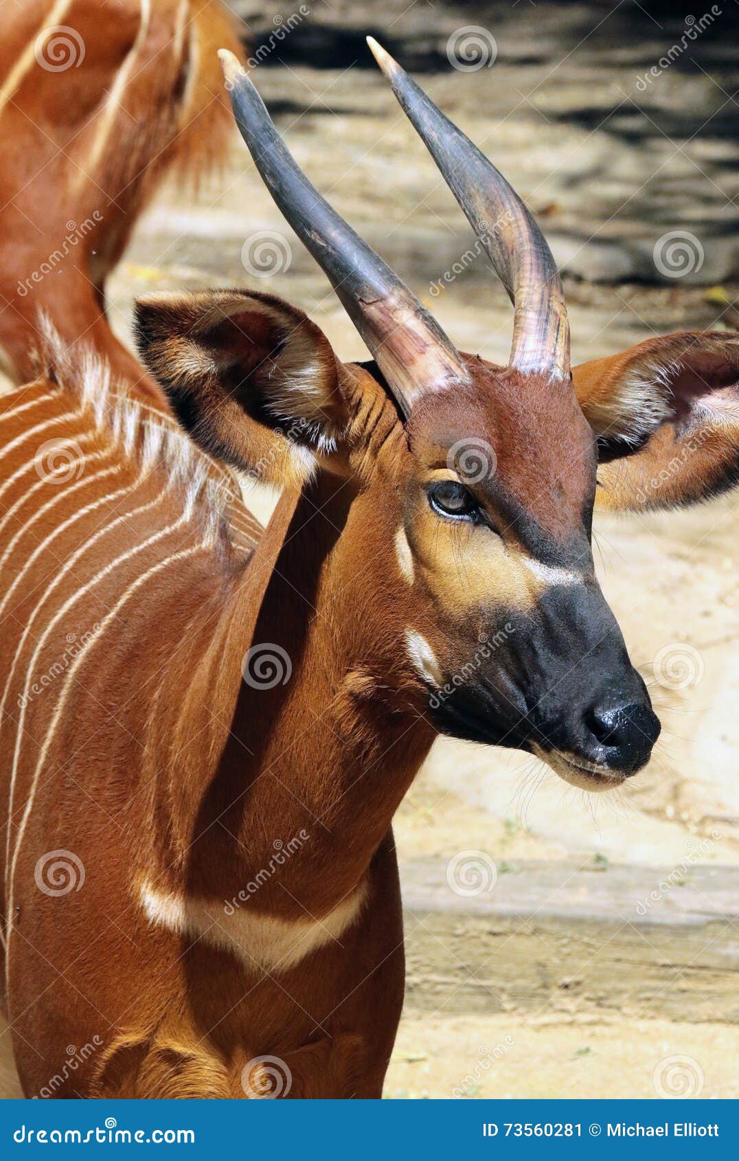 Mountain Bongo stock image. Image of portrait, herbivore - 73560281
