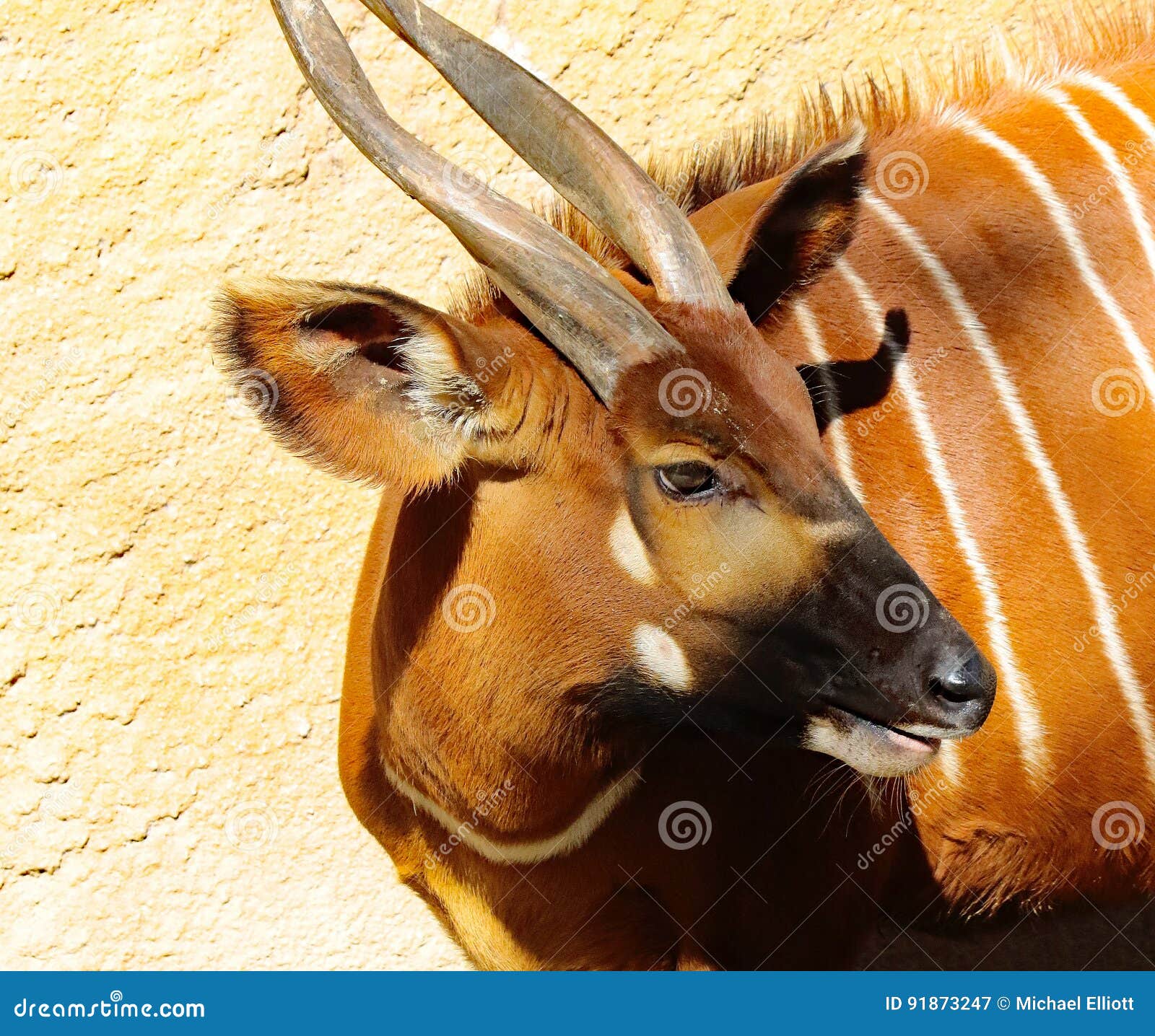 Bongo stock image. Image of black, gentle, african, cute - 91873247