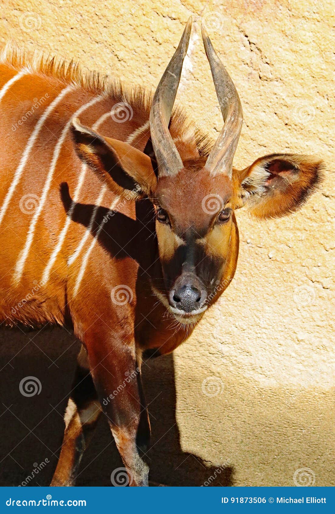 Bongo stock photo. Image of head, african, forage, gazelle - 91873506