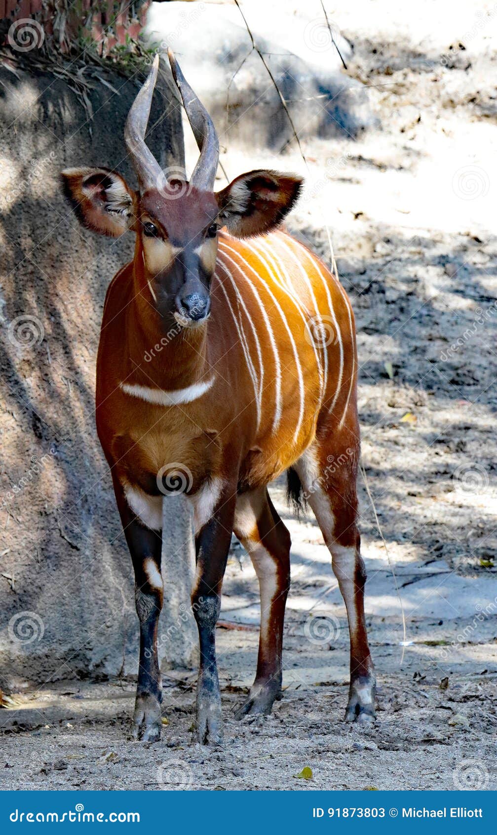 Bongo stock image. Image of mountain, pose, brown, african - 91873803