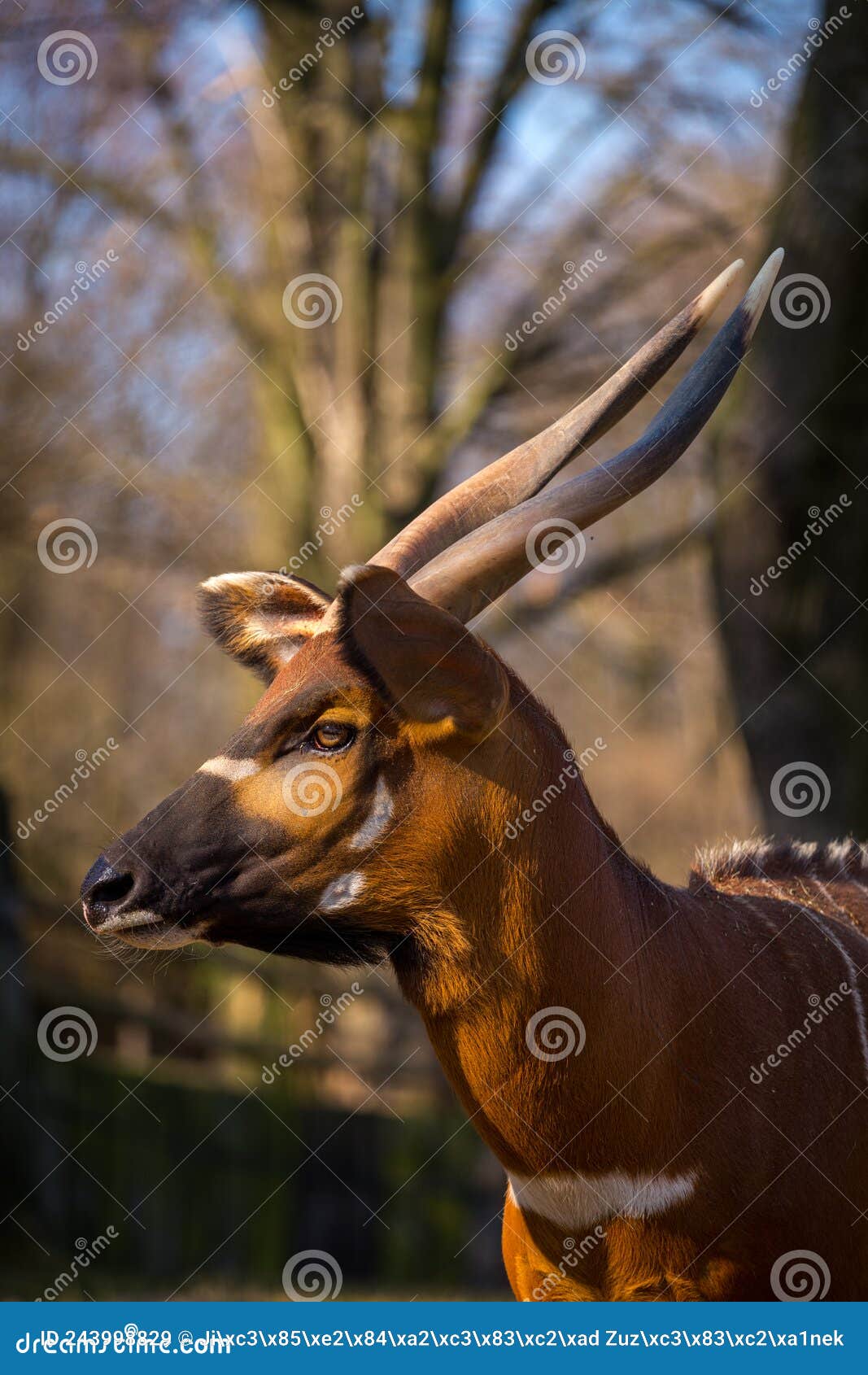 Mountain Bongo in Nature Park Stock Image - Image of bongo, nature ...