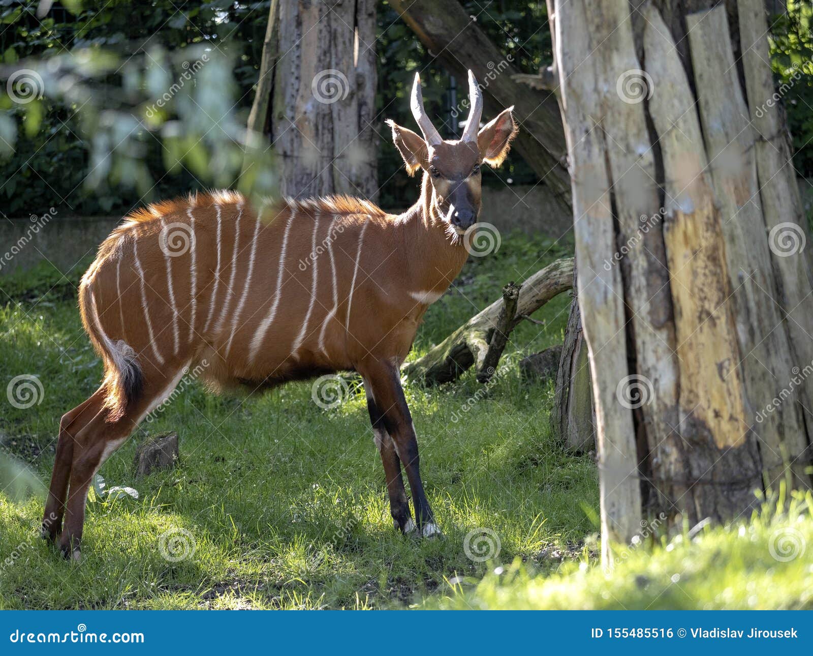 Mountain Bongo, Tragelaphus Eurycerus Isaaci, is a Large Forest ...