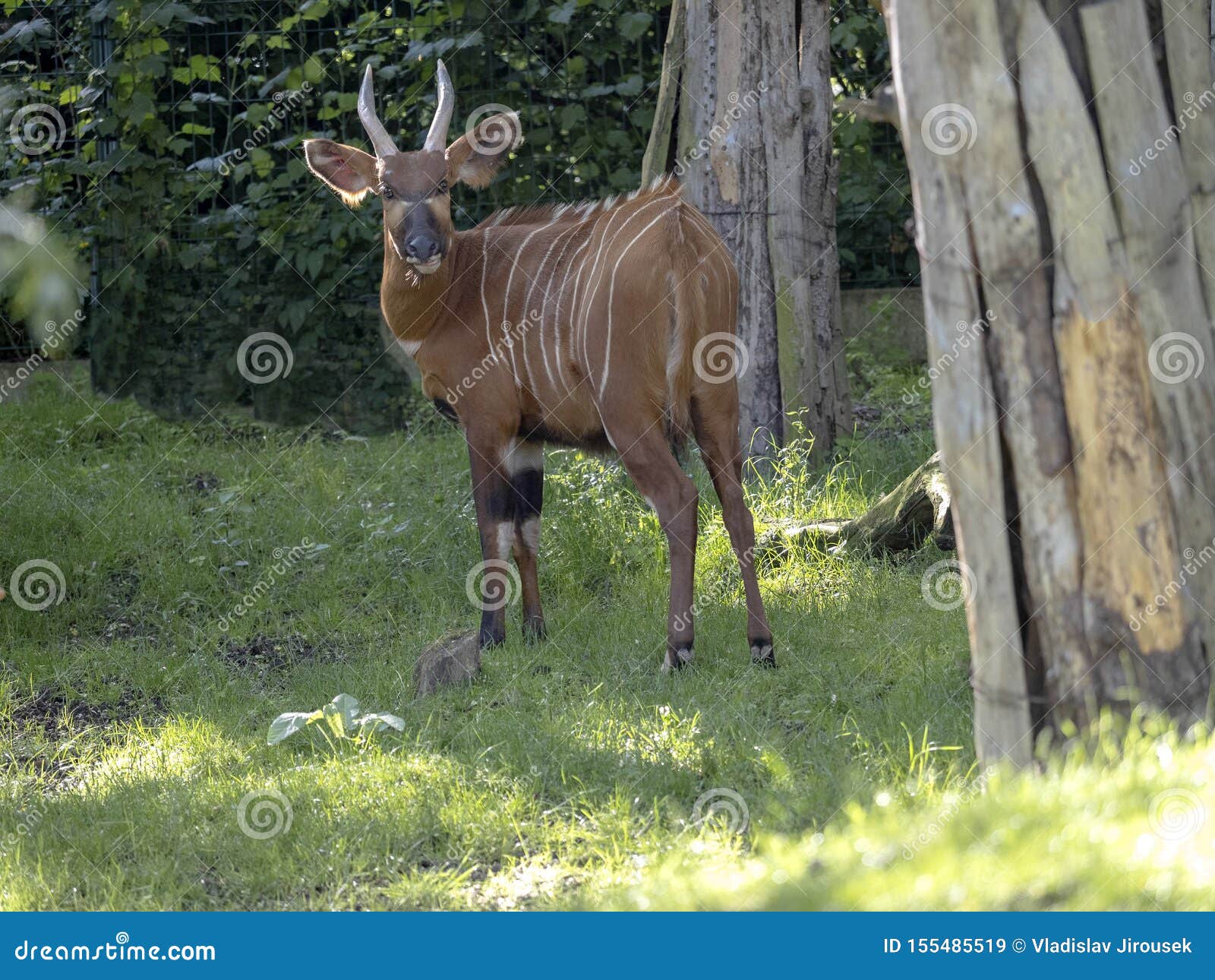 Mountain Bongo, Tragelaphus Eurycerus Isaaci, is a Large Forest ...