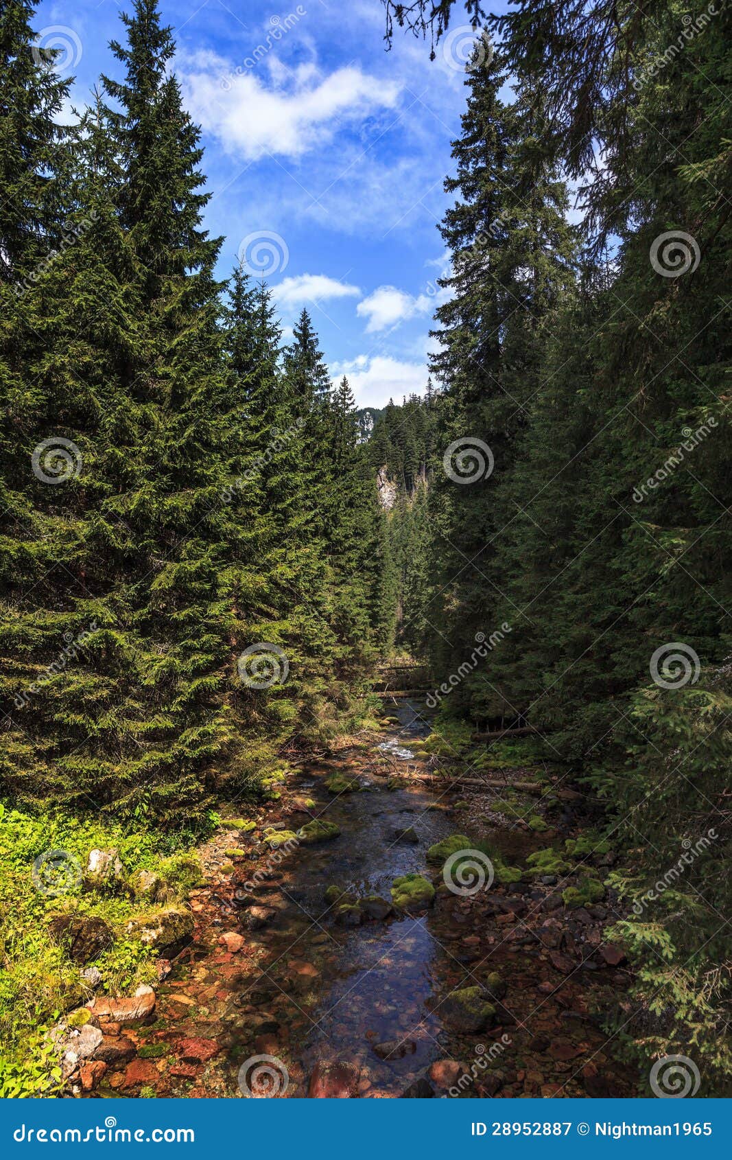 Mountain brook stock image. Image of landscape, plant - 28952887