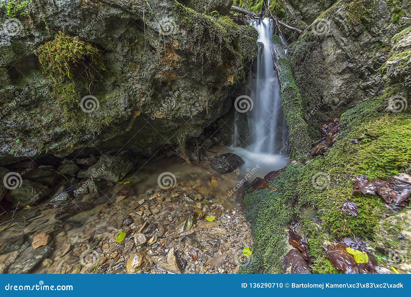 Mountain-brook Flowing in the Old Tree Stock Photo - Image of color ...