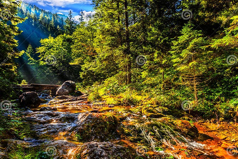 Mountain Brook in Sunrise Light Stock Photo - Image of creek, river ...