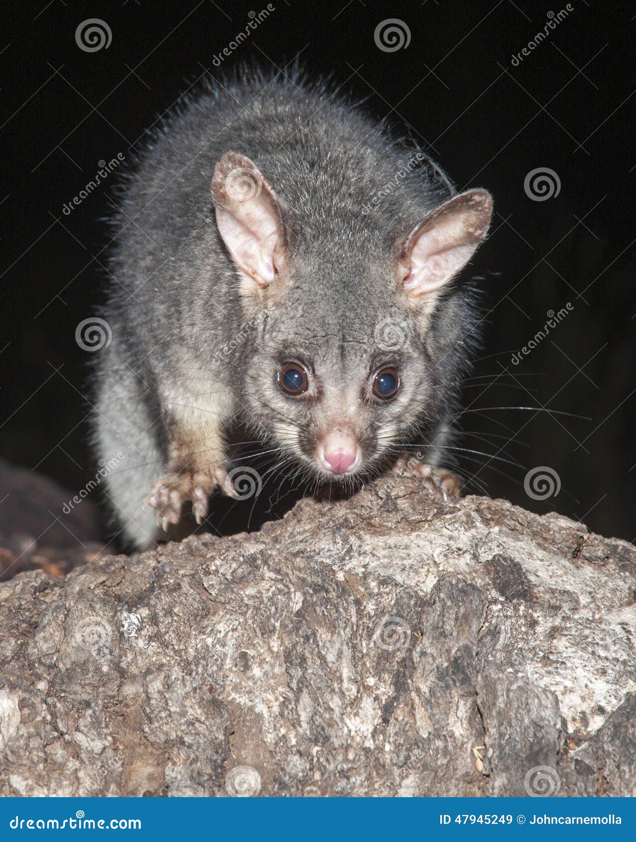 Mountain Brush-tailed Possums Stock Image - Image of possum, mountain ...