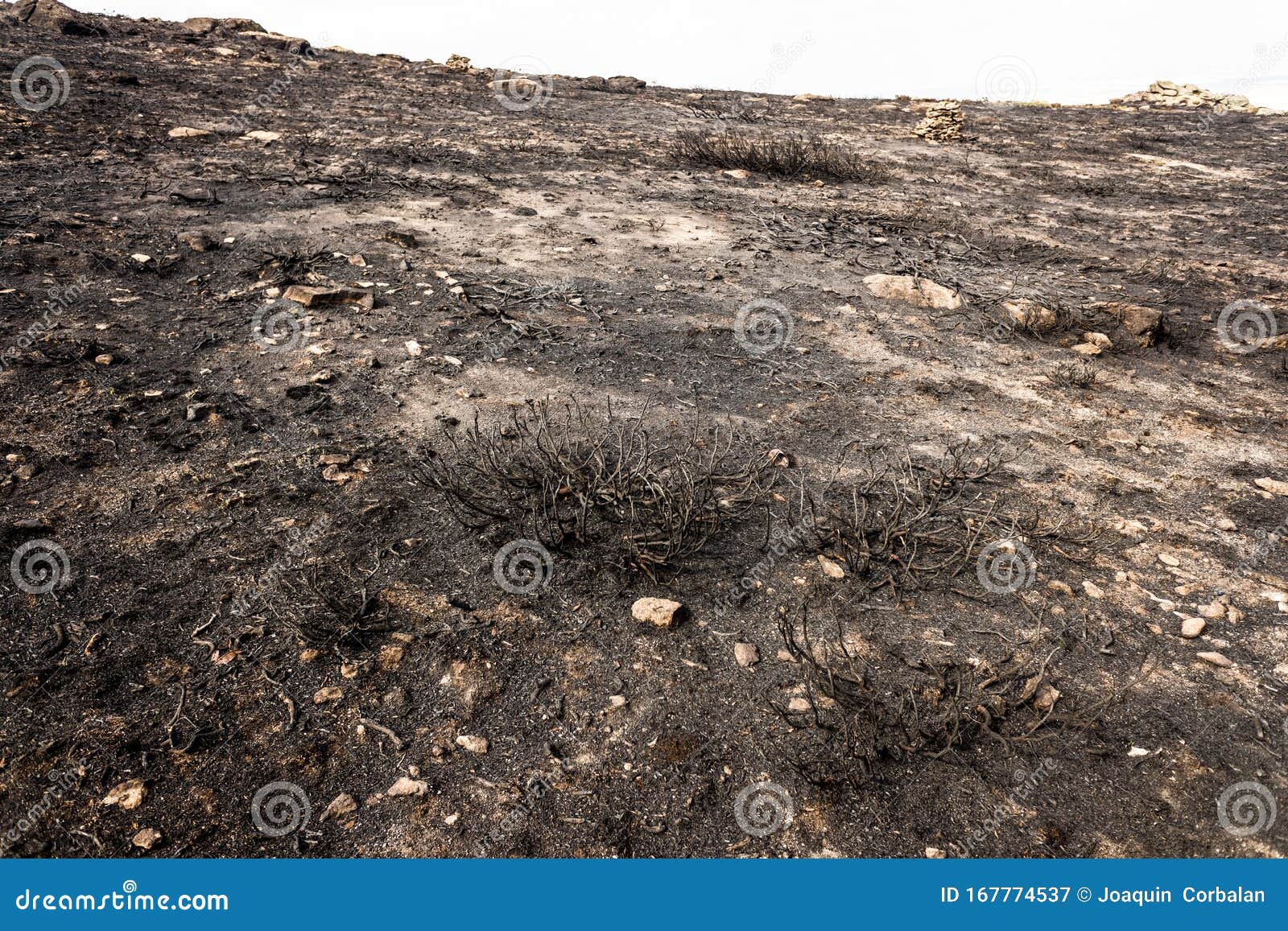 Mountain Bush Burned by a Summer Fire Stock Image - Image of land ...