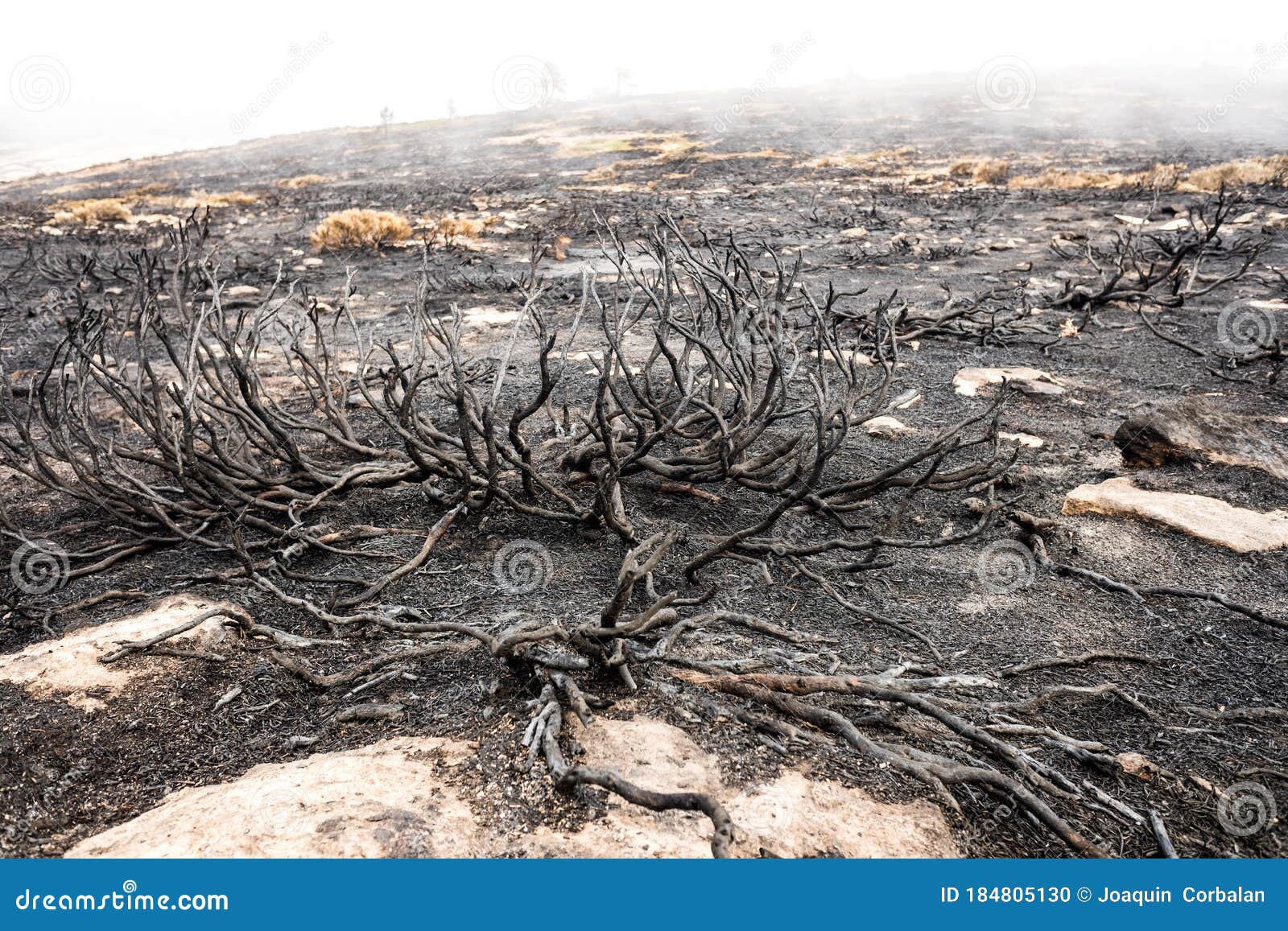 Mountain Bush Burned by a Summer Fire Stock Photo - Image of natural ...