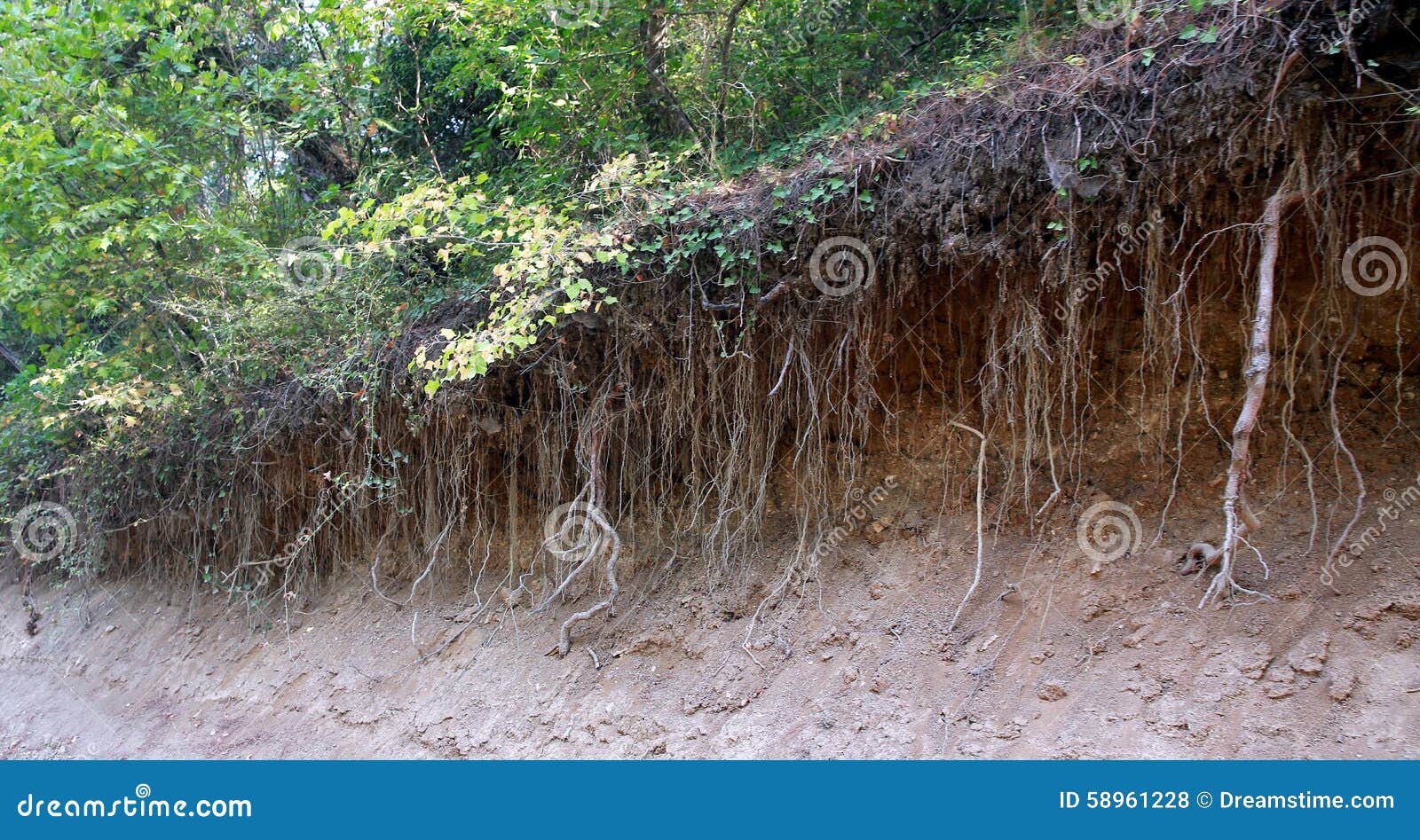 Mountain bushes stock photo. Image of bushes, kuban, black - 58961228