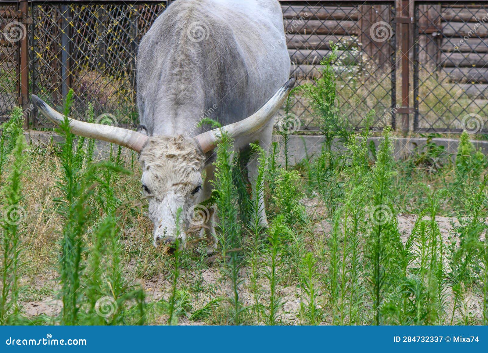 Mountain Cattle in the Zoo 3 Stock Image - Image of herd, grass: 284732337