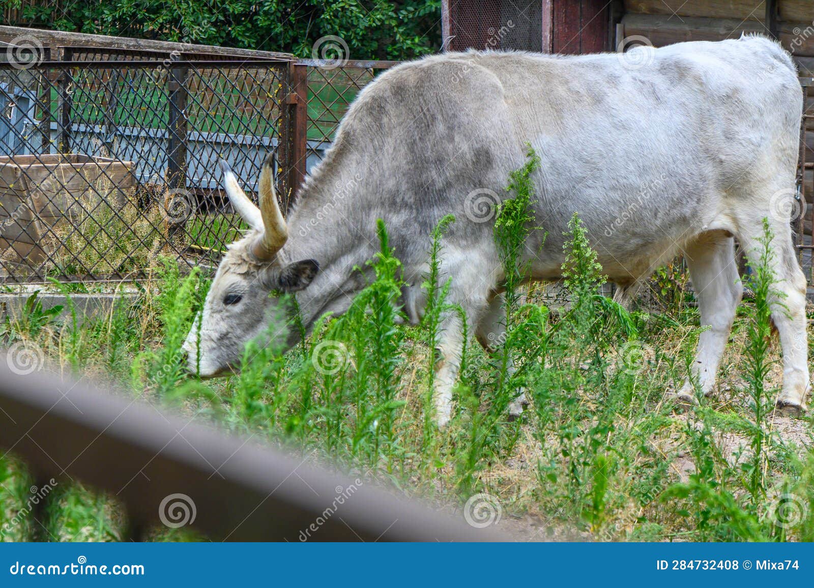 Mountain Cattle in the Zoo 12 Stock Photo - Image of green, eating ...