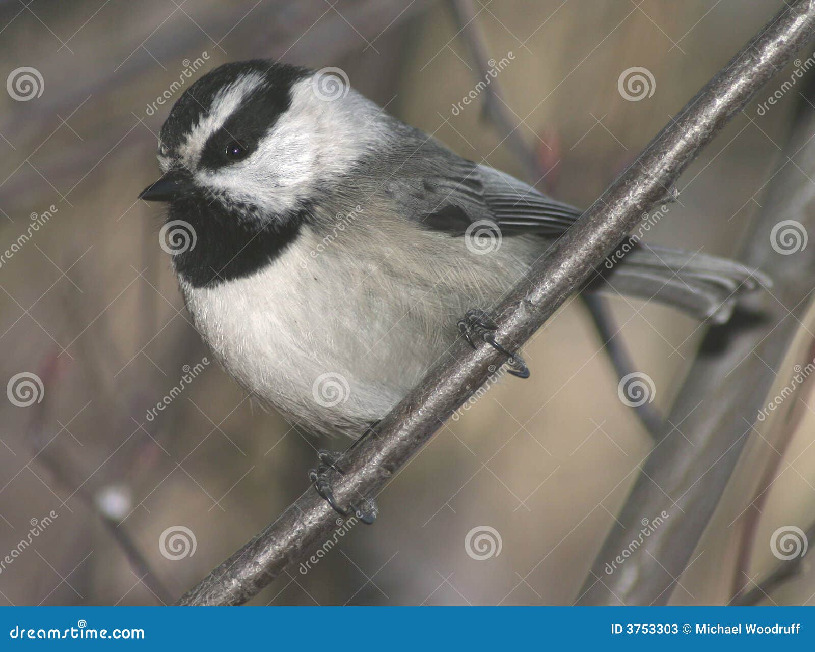 Mountain Chickadee stock image. Image of fluffed, winter - 3753303
