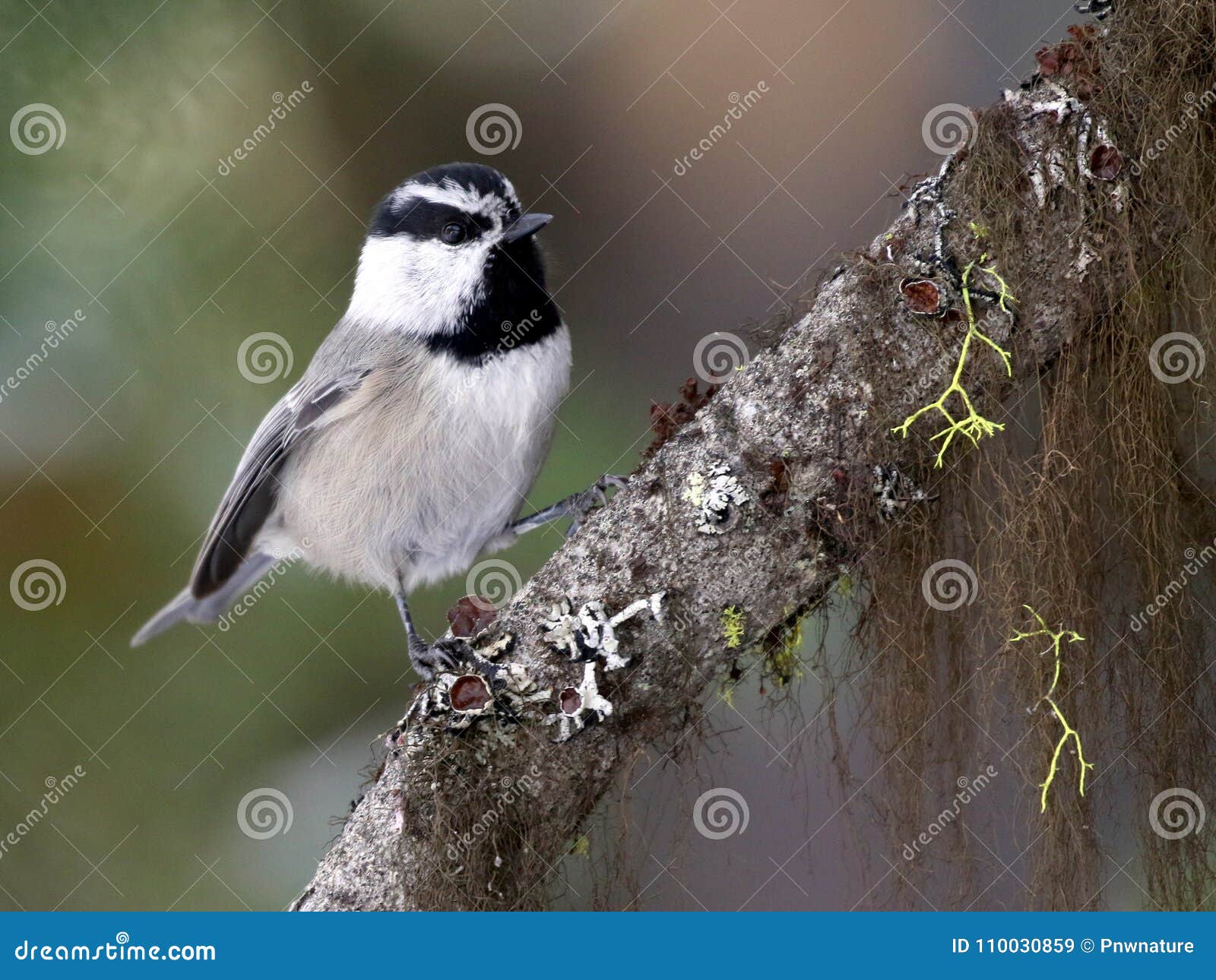 Mountain Chickadee on a Branch Stock Image - Image of animal, state ...