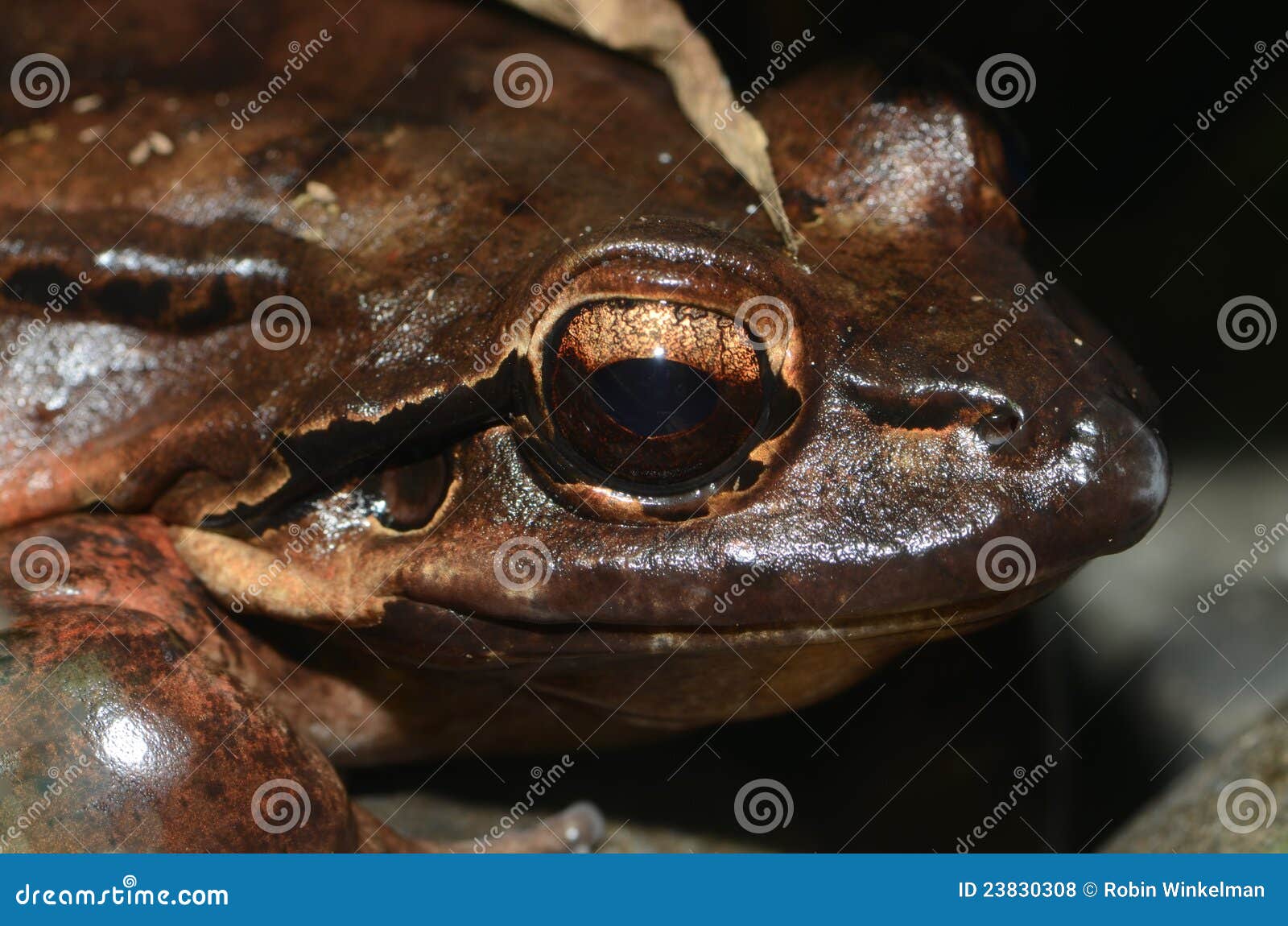 Mountain chicken frog2 stock photo. Image of mountain - 23830308