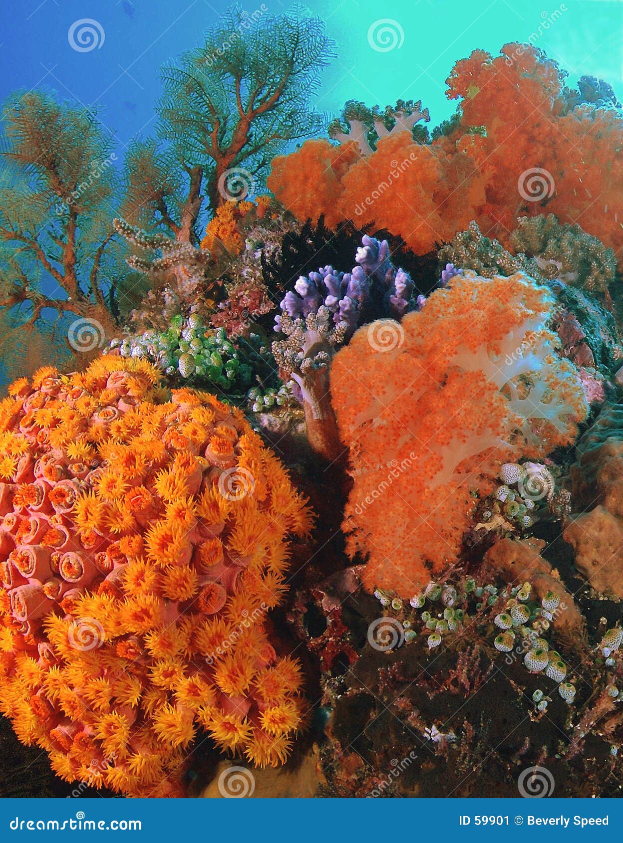 Underwater Reefscape Royalty-Free Stock Photography | CartoonDealer.com ...
