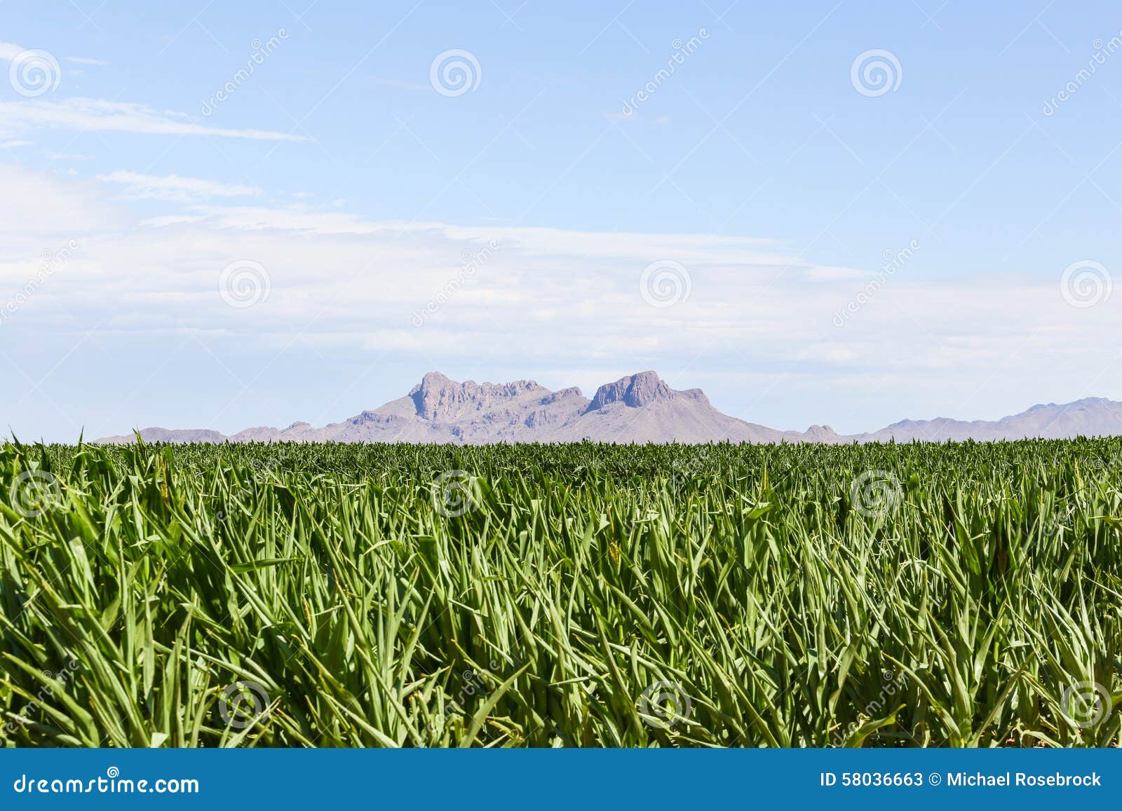 Mountain and corn field stock image. Image of monocultural - 58036663