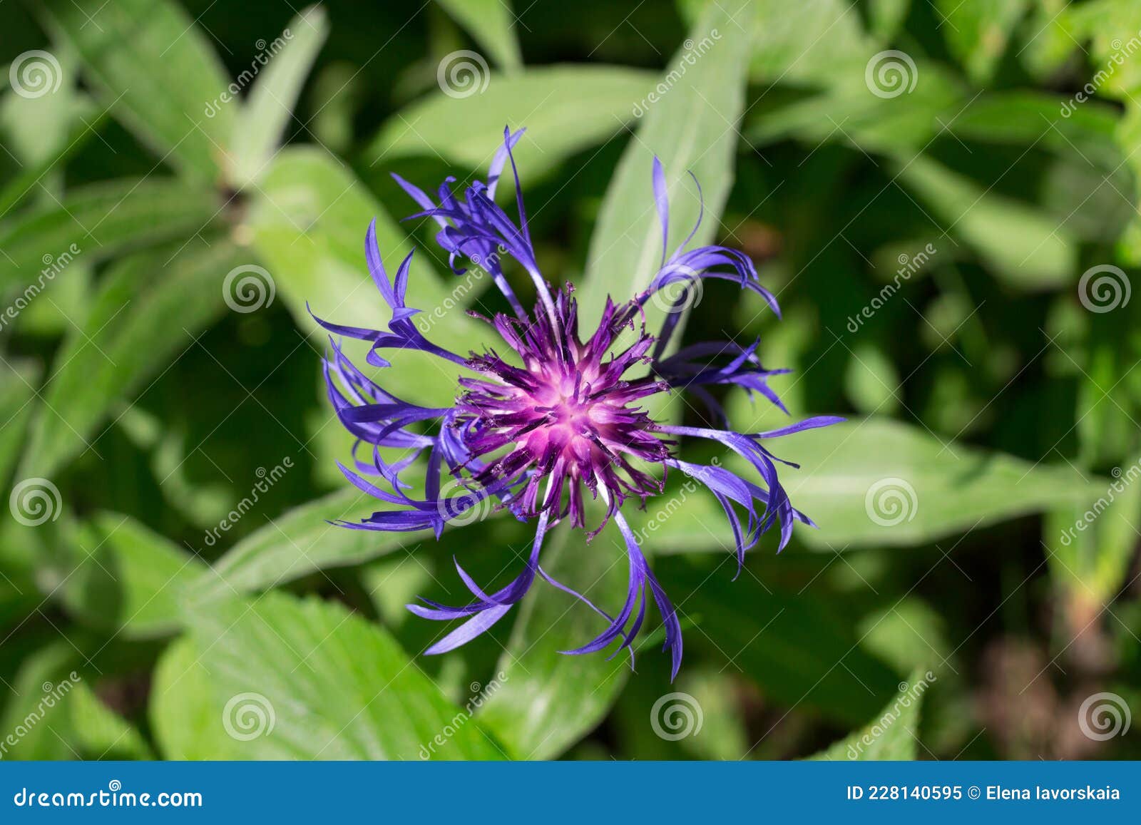 Mountain Cornflower Centaurea Montana is Blue among Green Leaves Stock ...