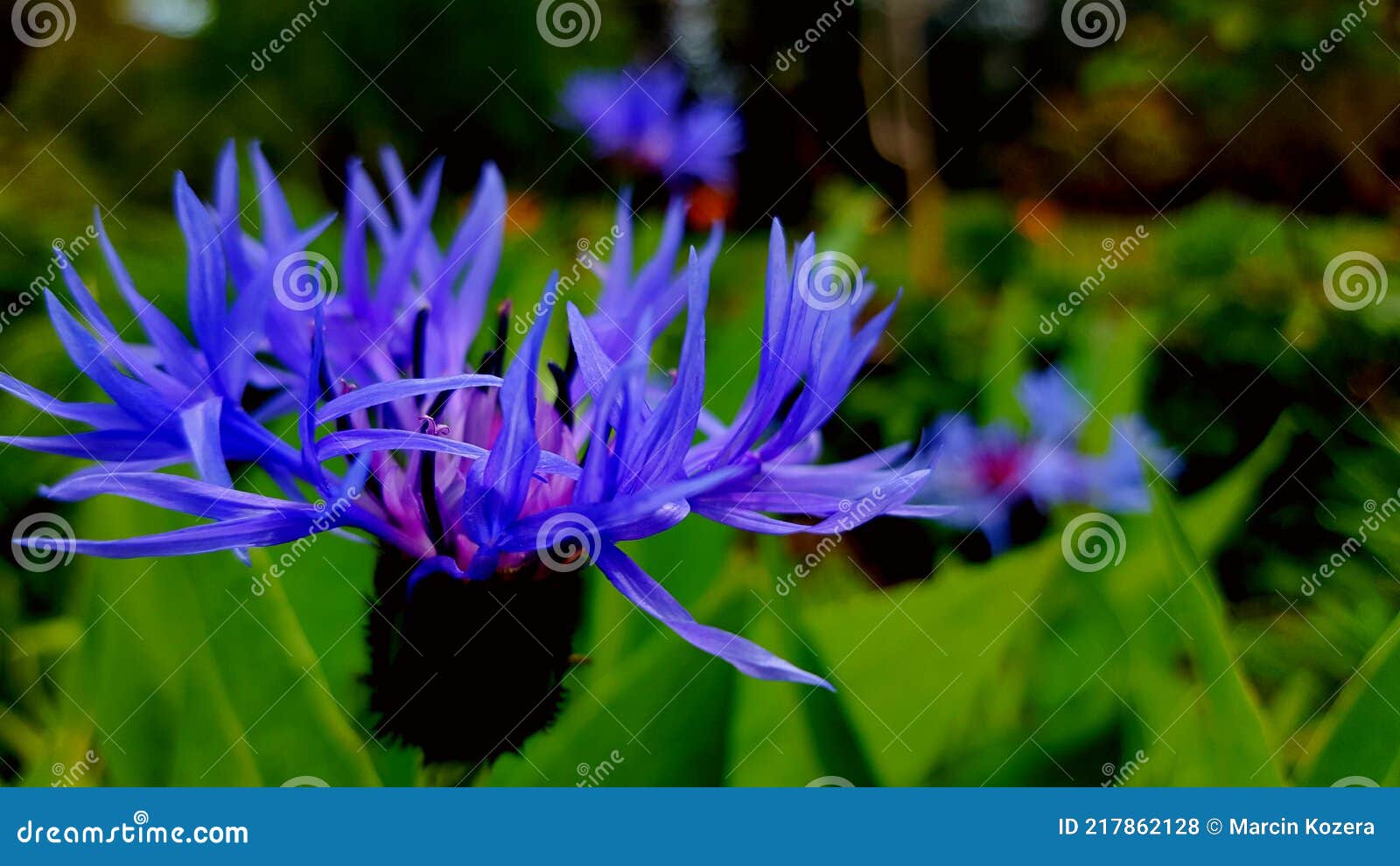 Mountain cornflower purple stock photo. Image of chaber - 217862128