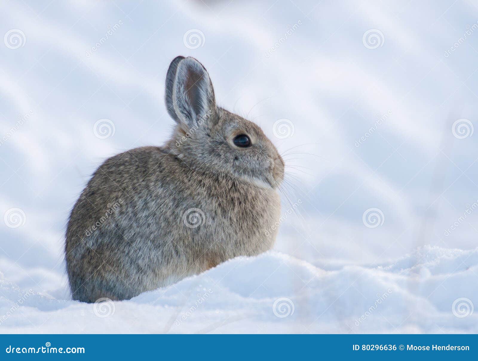 Mountain Cottontail Rabbit on Deep Snow Looking Cold in the Winter Time ...