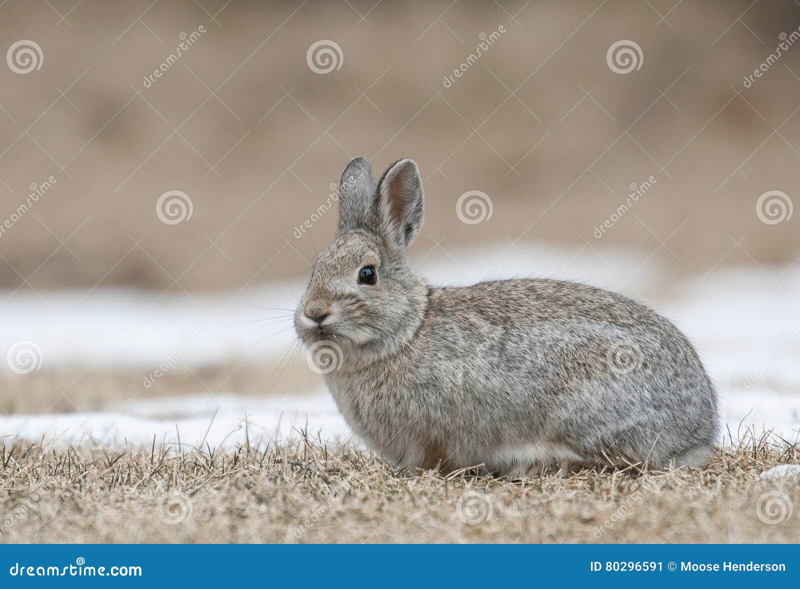 Mountain Cottontail Rabbit on Grass and Snow with Dead Grass As Stock ...