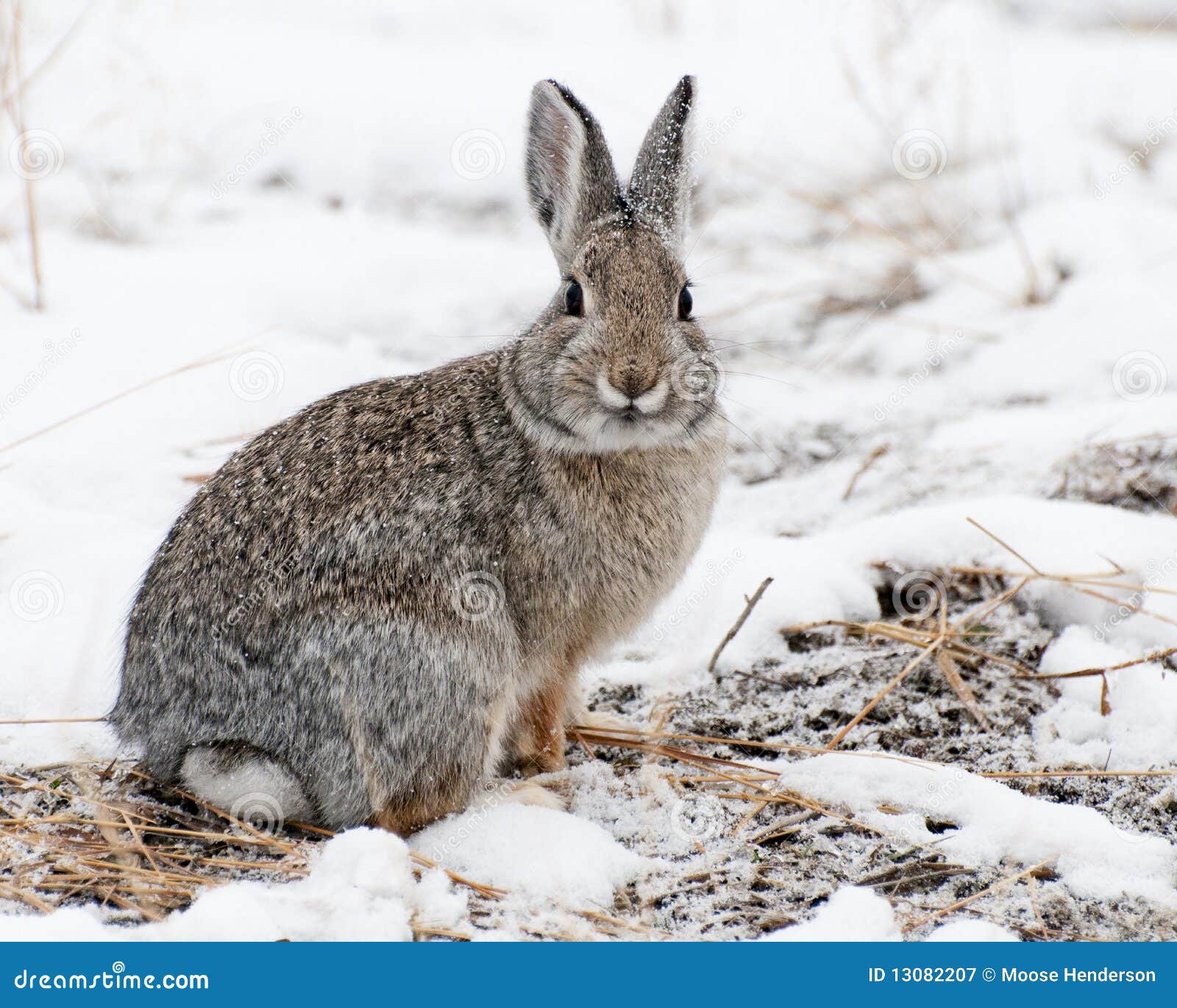 Mountain Cottontail on Snow Stock Image - Image of beast, wintertime ...