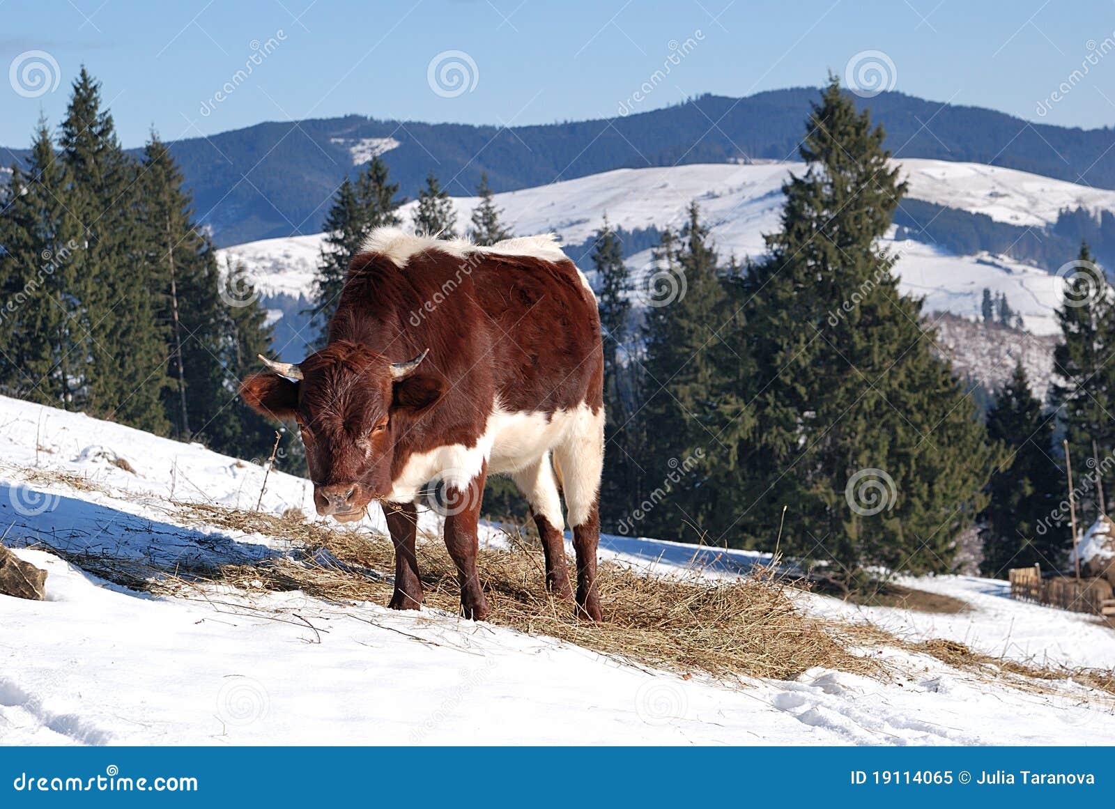 Mountain cow stock image. Image of winter, home, snow - 19114065