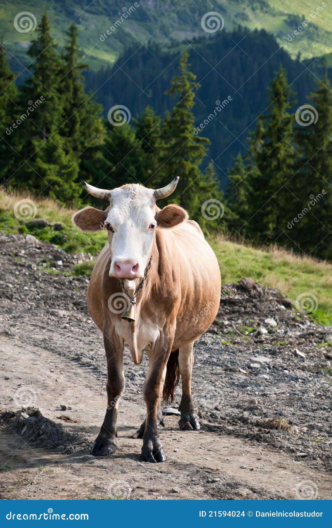 Mountain Cow stock photo. Image of mountain, nature, white - 21594024