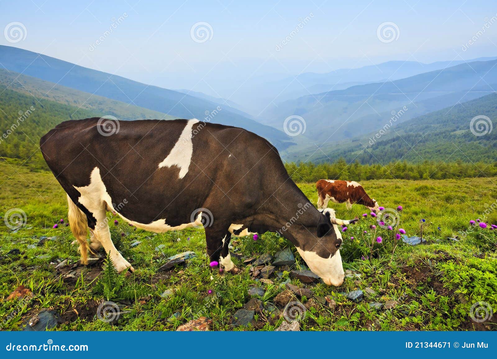 Mountain cows stock image. Image of grass, trees, diary - 21344671