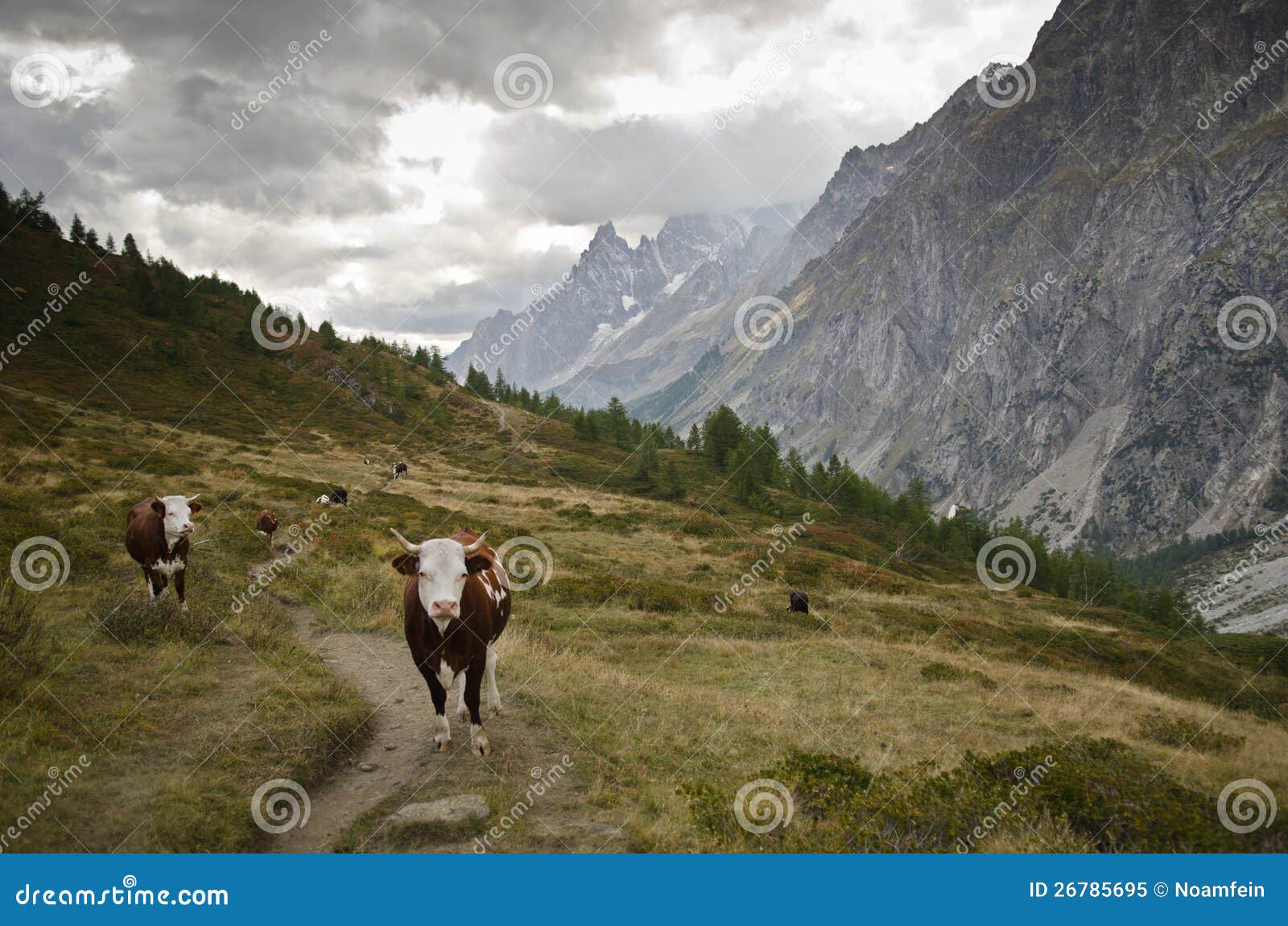 Mountain cows stock image. Image of blanc, adventure - 26785695