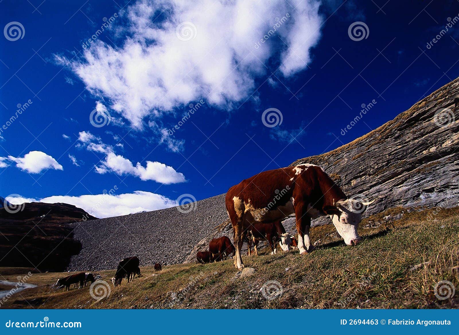 Mountain cows pasture stock image. Image of italy, clouds - 2694463