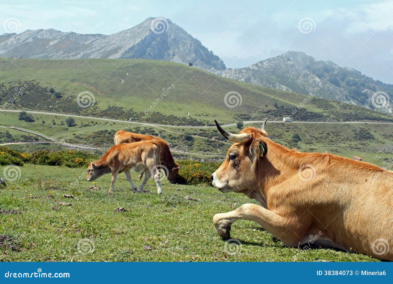 Mountain cows pasture stock image. Image of open, pasture - 38384073