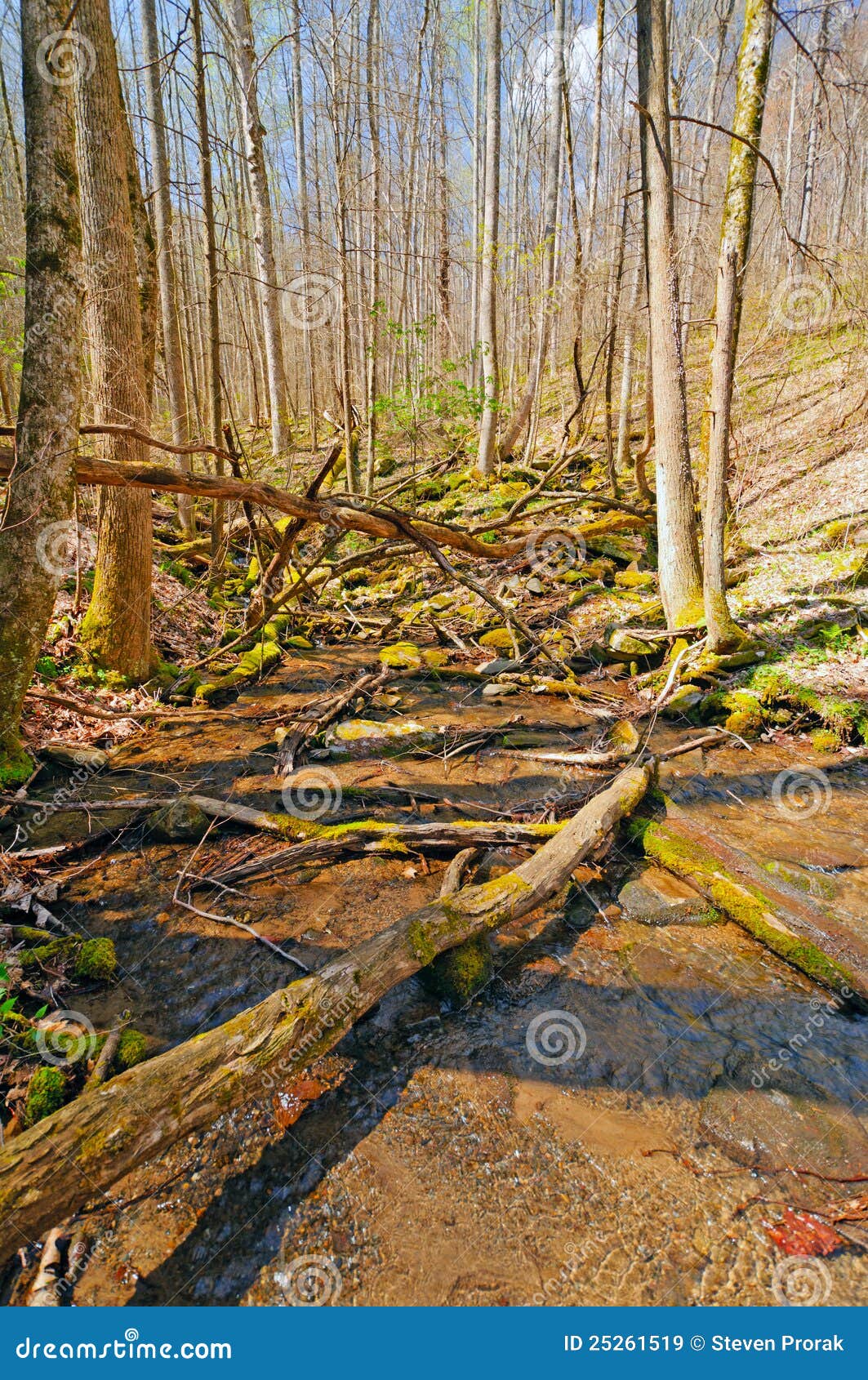 Mountain Creek in Early Spring Stock Image - Image of national, flora ...