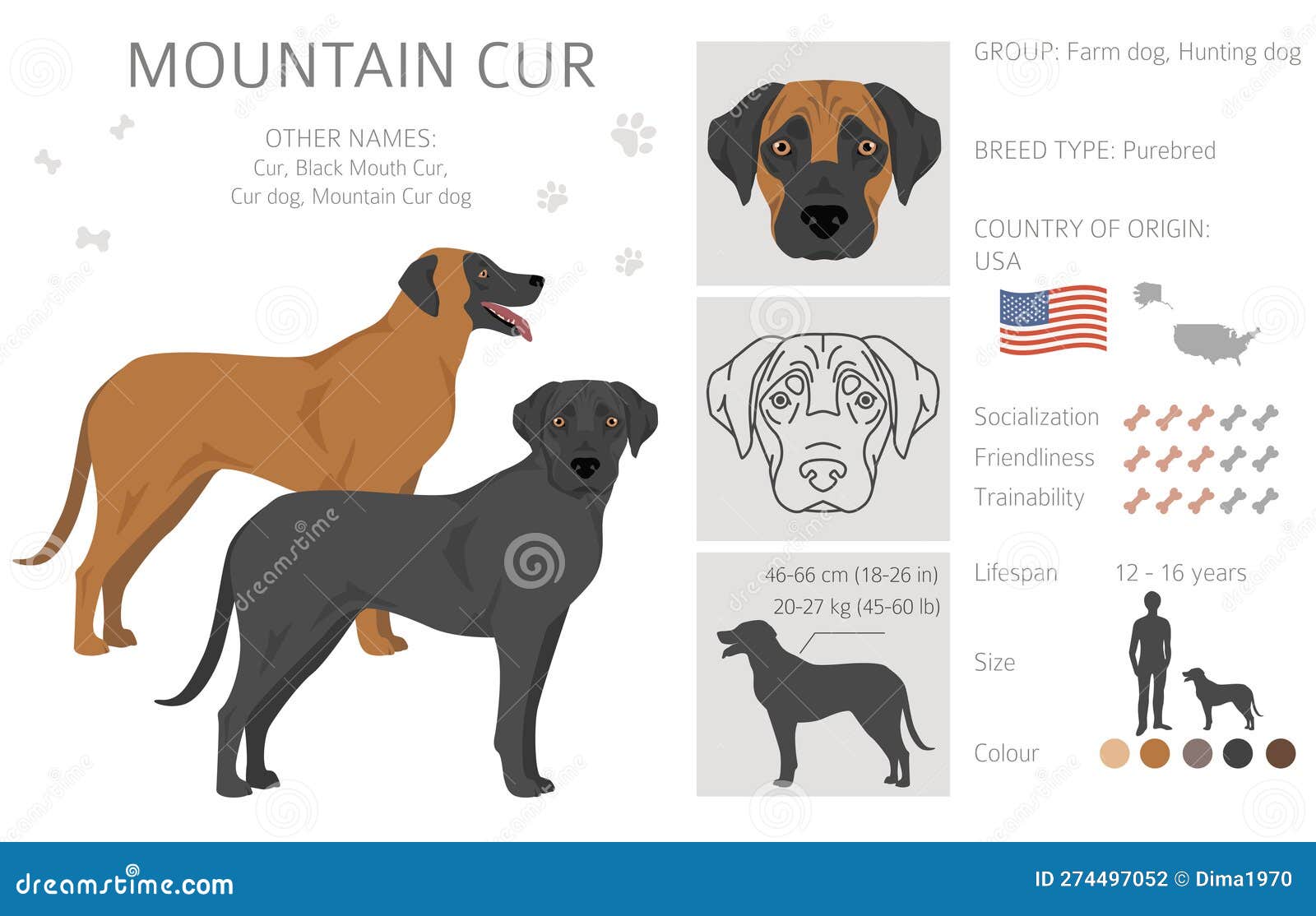 Mountain Cur Clipart. Different Poses, Coat Colors Set Stock Vector ...