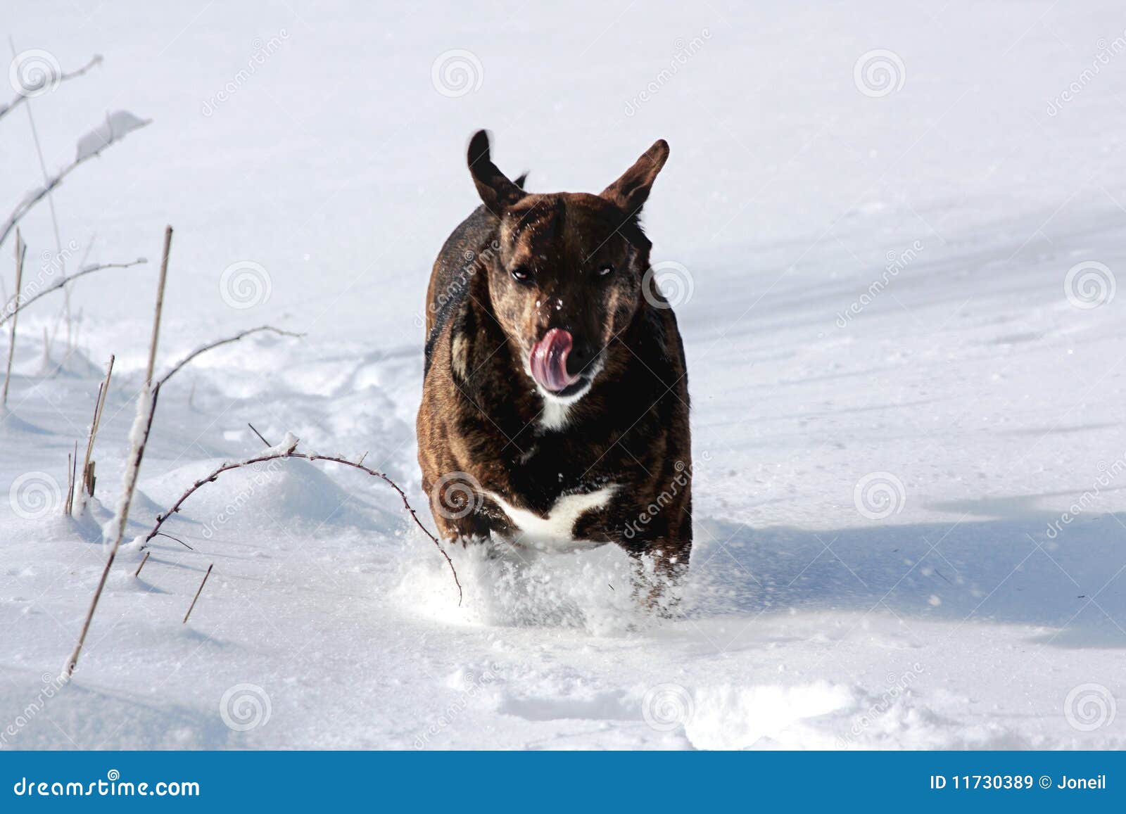 Mountain Cur dog stock image. Image of exercising, canis - 11730389