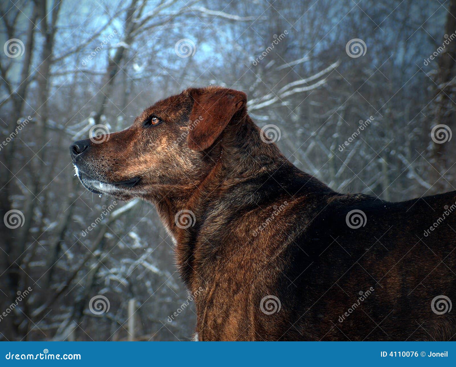 Mountain Curr Dog stock photo. Image of pooch, coat, mountain - 4110076