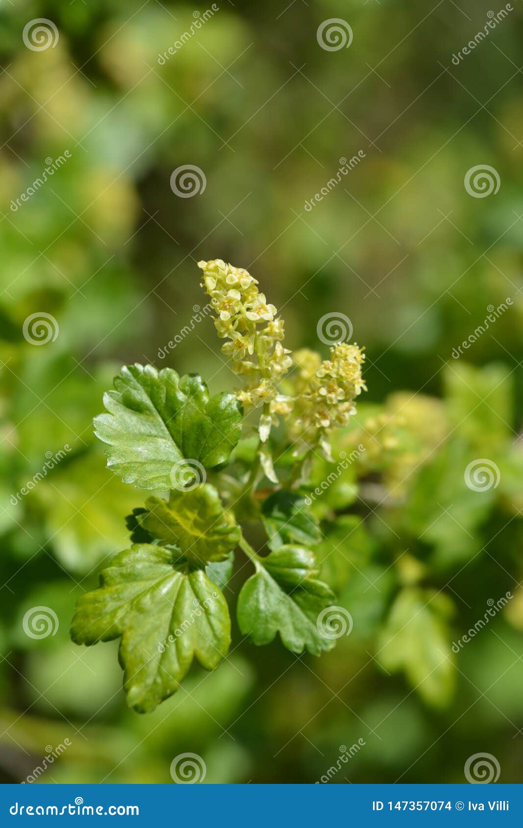 Mountain currant stock photo. Image of yellow, alpine - 147357074