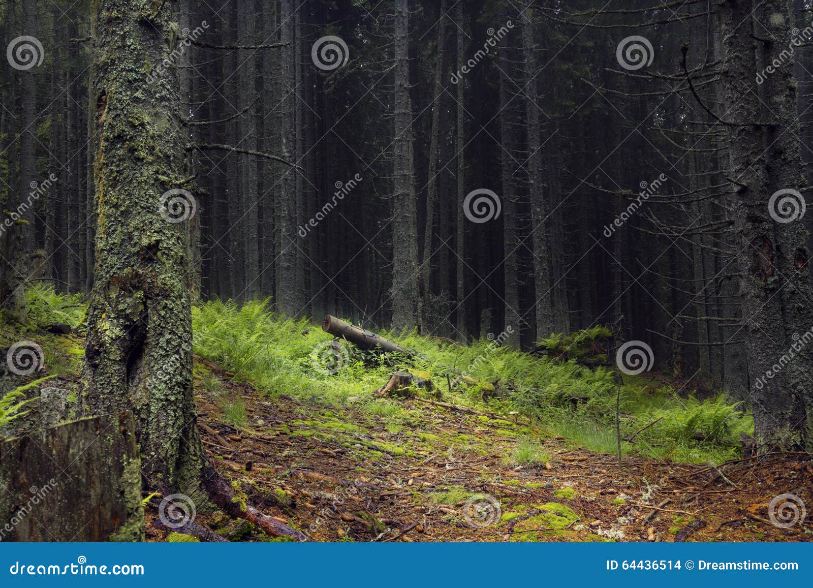 8K Grass Path Roughness Texture, Height Map Or Specular For ...