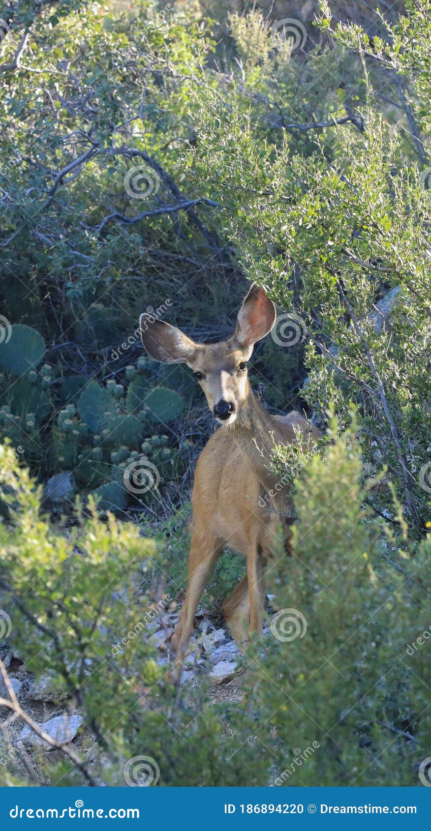 A mountain deer hiding stock photo. Image of nature - 186894220