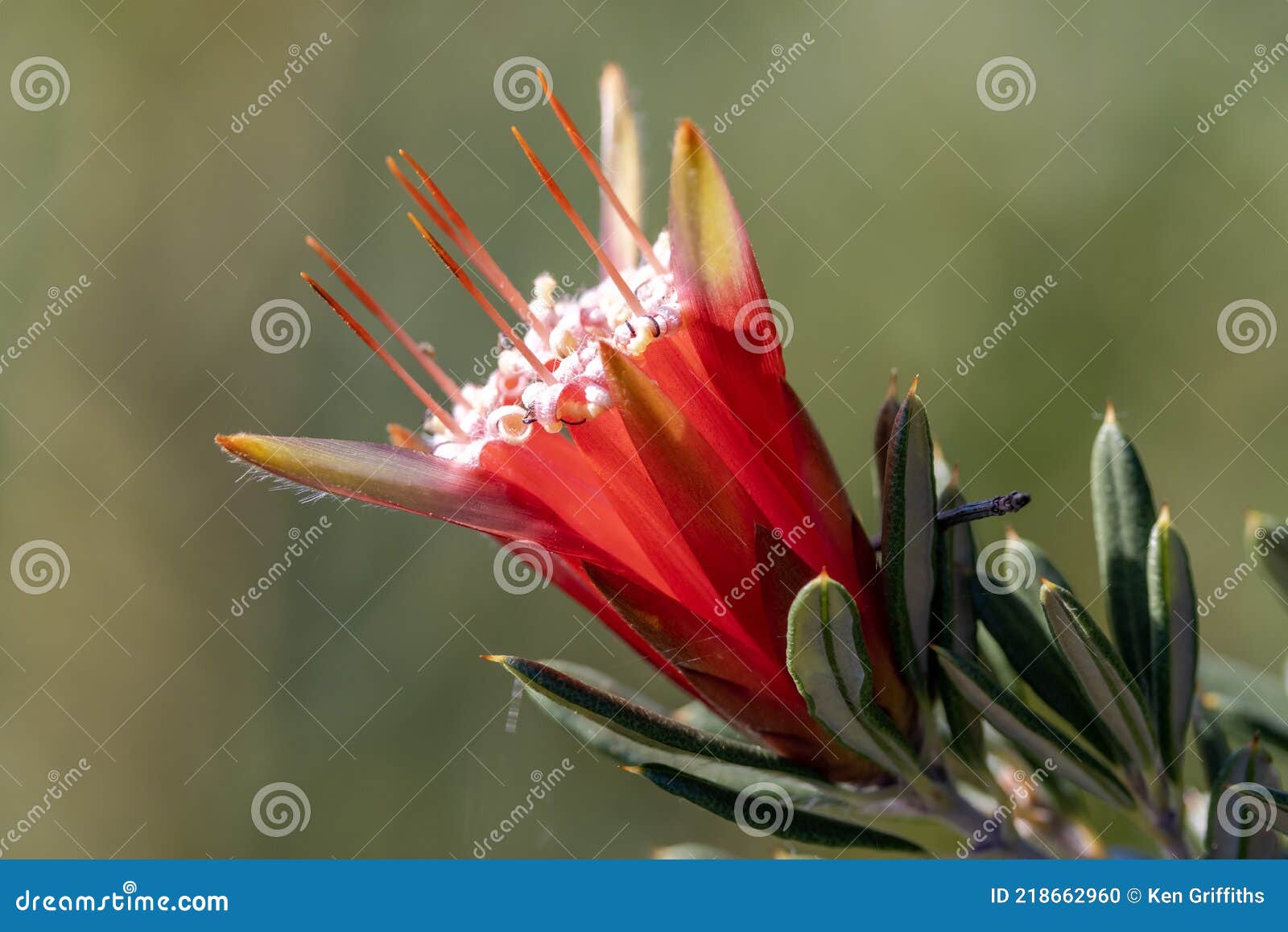 Mountain Devil stock photo. Image of lambertia, australia - 218662960